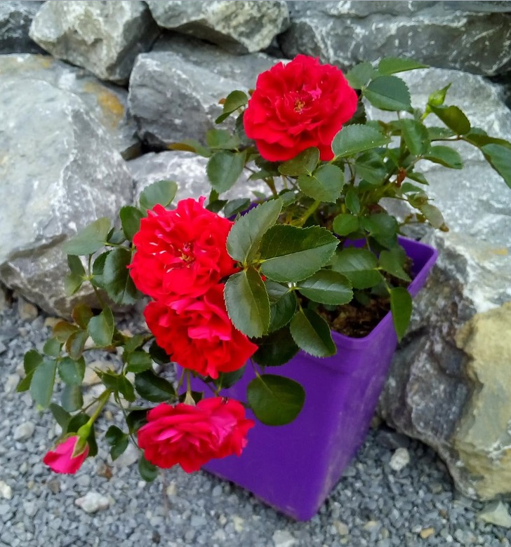 Red Darling – Rose-Biblio