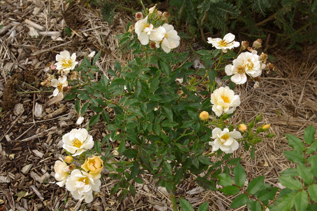 Midget Gem – Rose-Biblio
