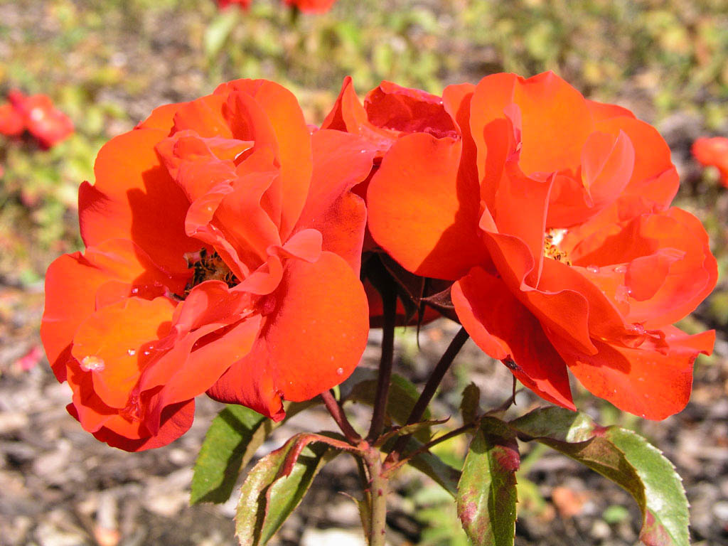 Satchmo – Rose-Biblio