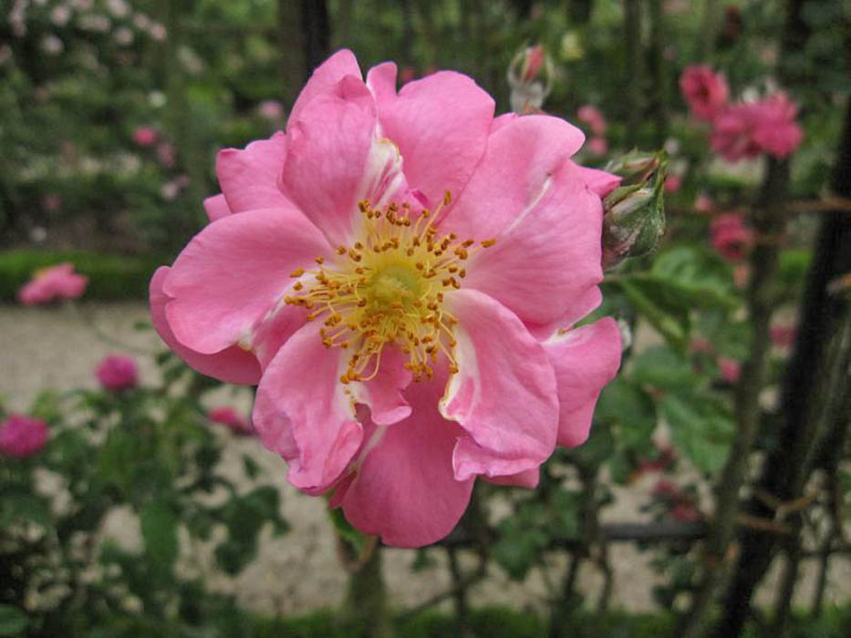 Chaplin's Pink Climber – Rose-Biblio