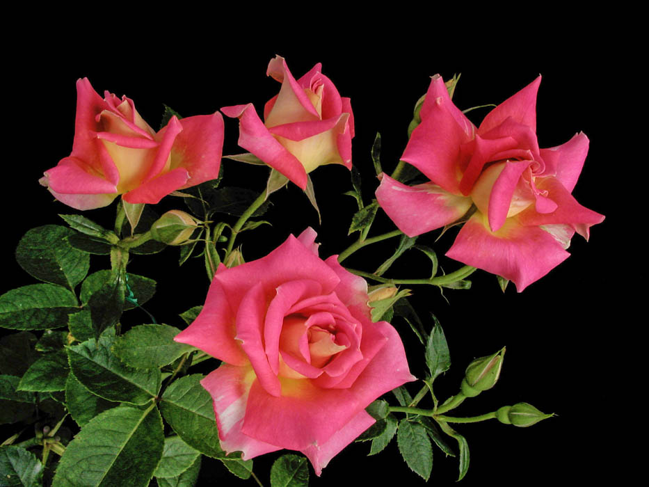 Michael Mander – Rose-Biblio