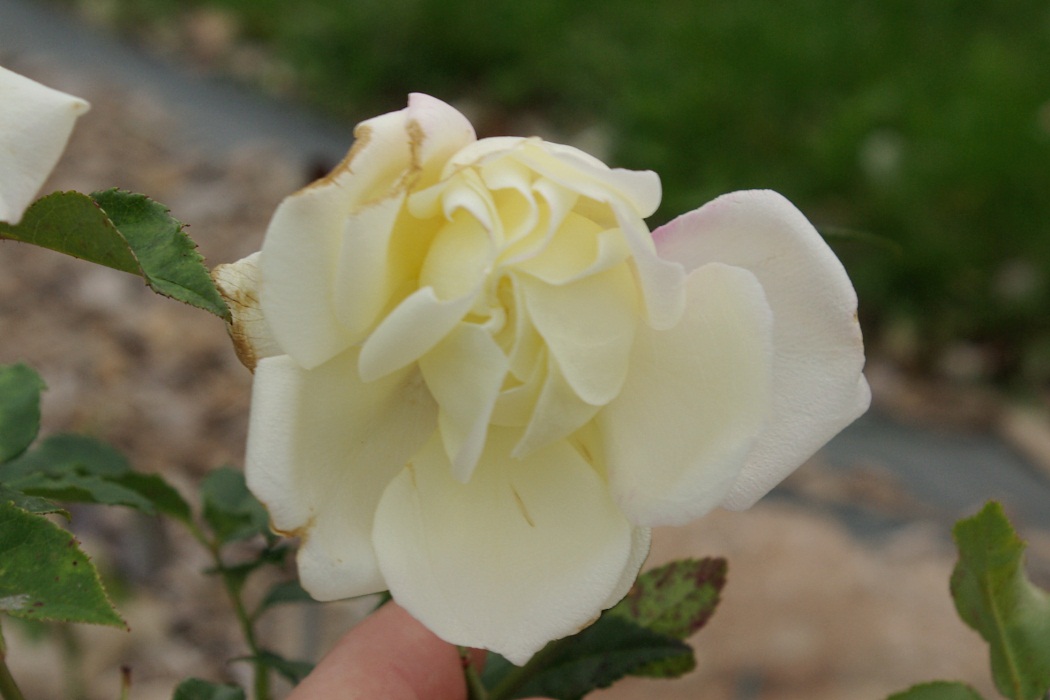 White Maman Cochet – Rose-Biblio