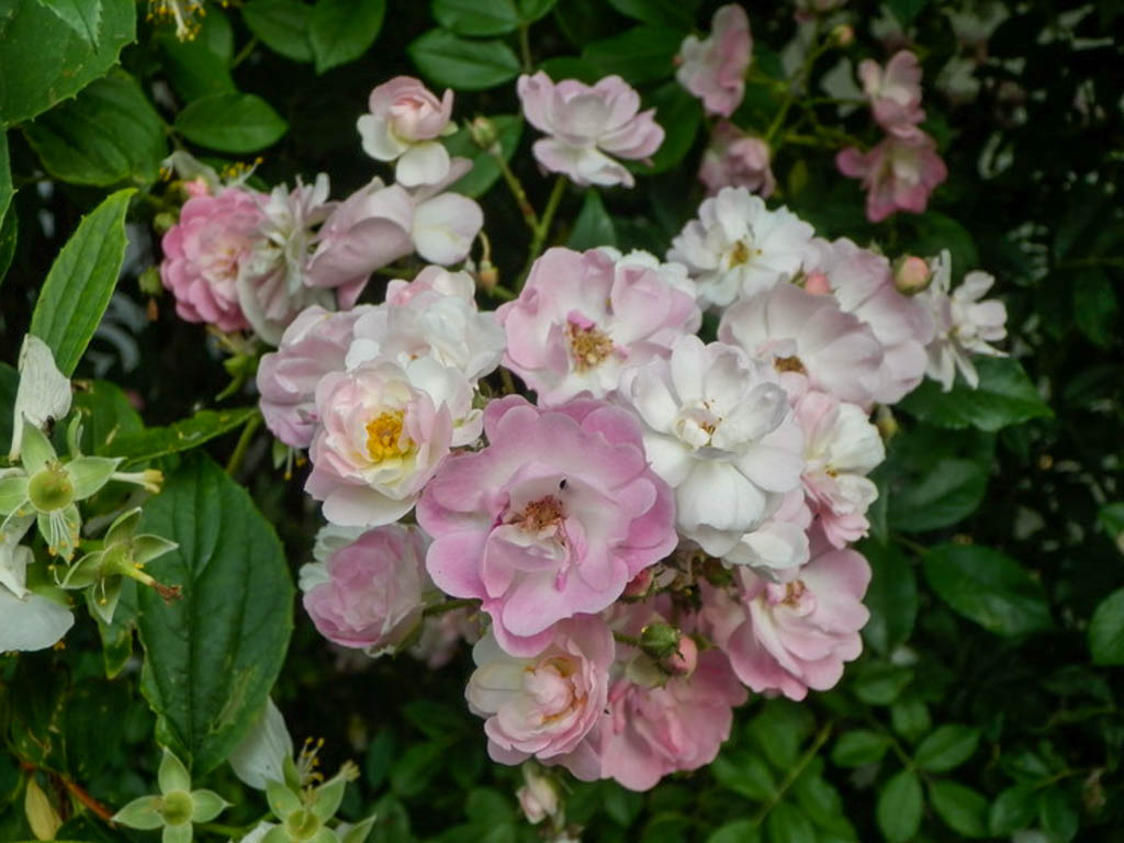 Rosenprinz – Rose-Biblio