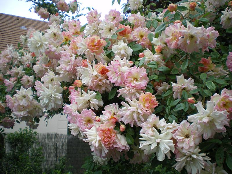 Phyllis Bide – Rose-Biblio