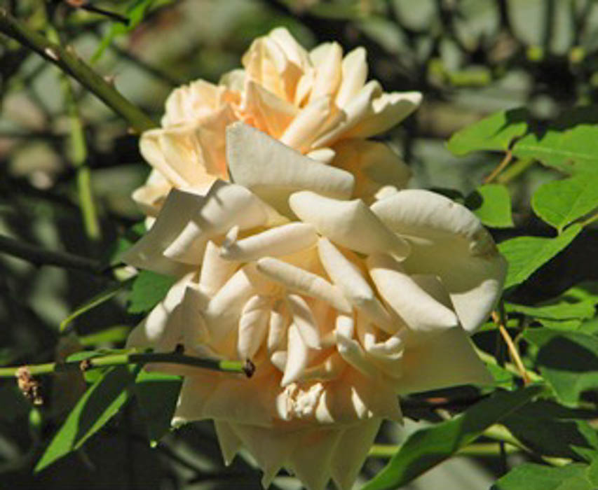 Rêve d'Or – Rose-Biblio