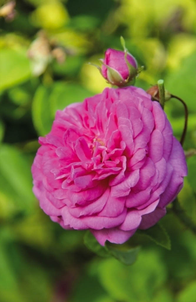 Rosa x centifolia 'Minima' – Rose-Biblio