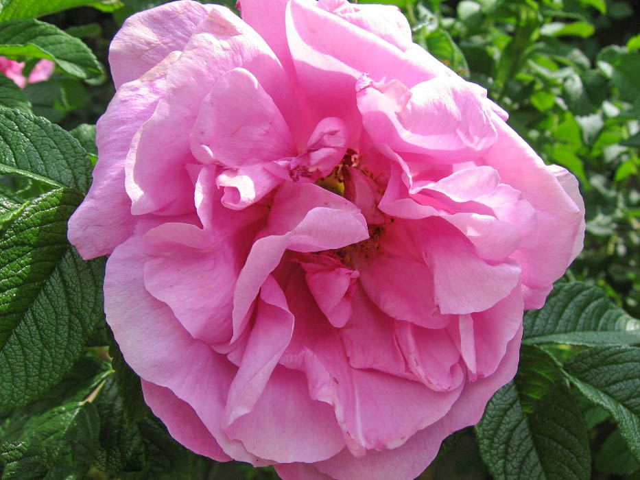 Belle Poitevine – Rose-Biblio