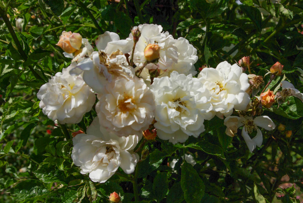 Goldfinch – Rose-Biblio
