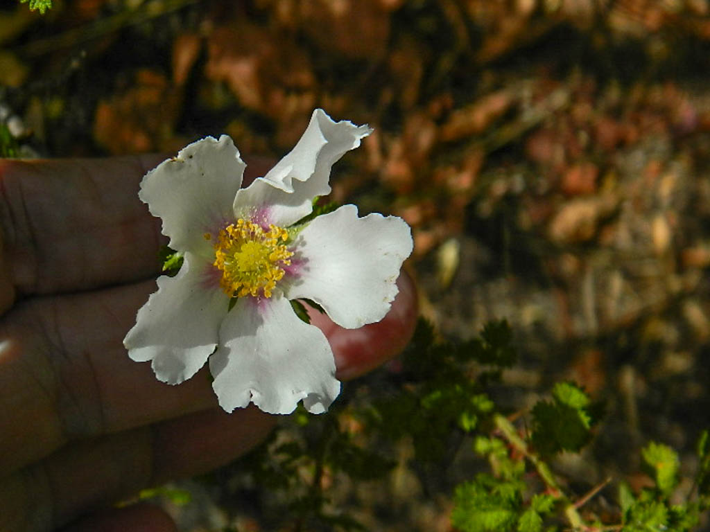 Datei:R. Minutifolia, Pure Bea, Kim Rupert 1-2-w.jpg – Rose-Biblio