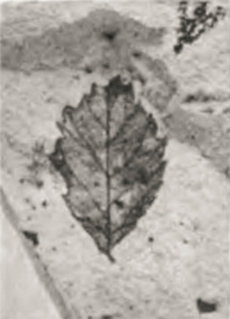 Rosa miocenica Axelrod – Rose-Biblio