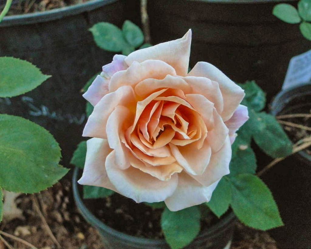 Datei:Feu Joseph Looymans, Beth's Northern CA Rose Garden 1-2-w.jpg ...