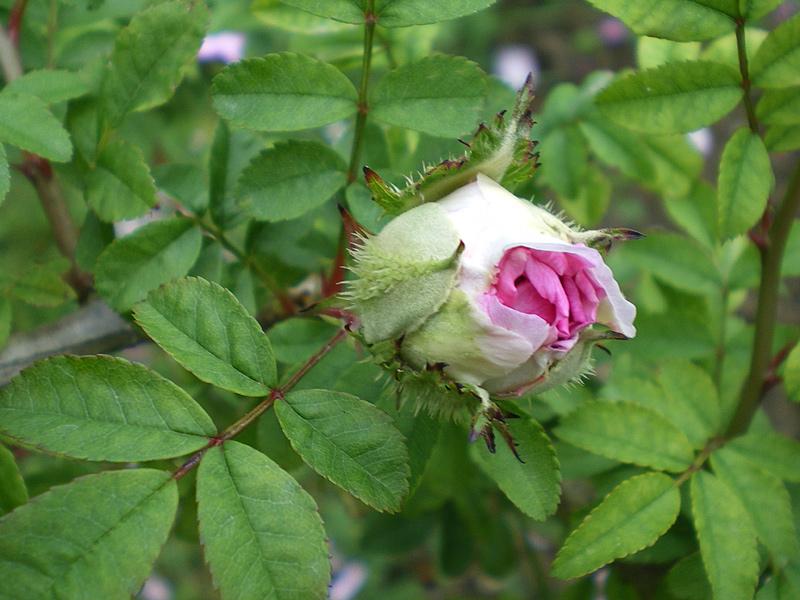 Rosa roxburghii Tratt. var. plena Rehder – Rose-Biblio