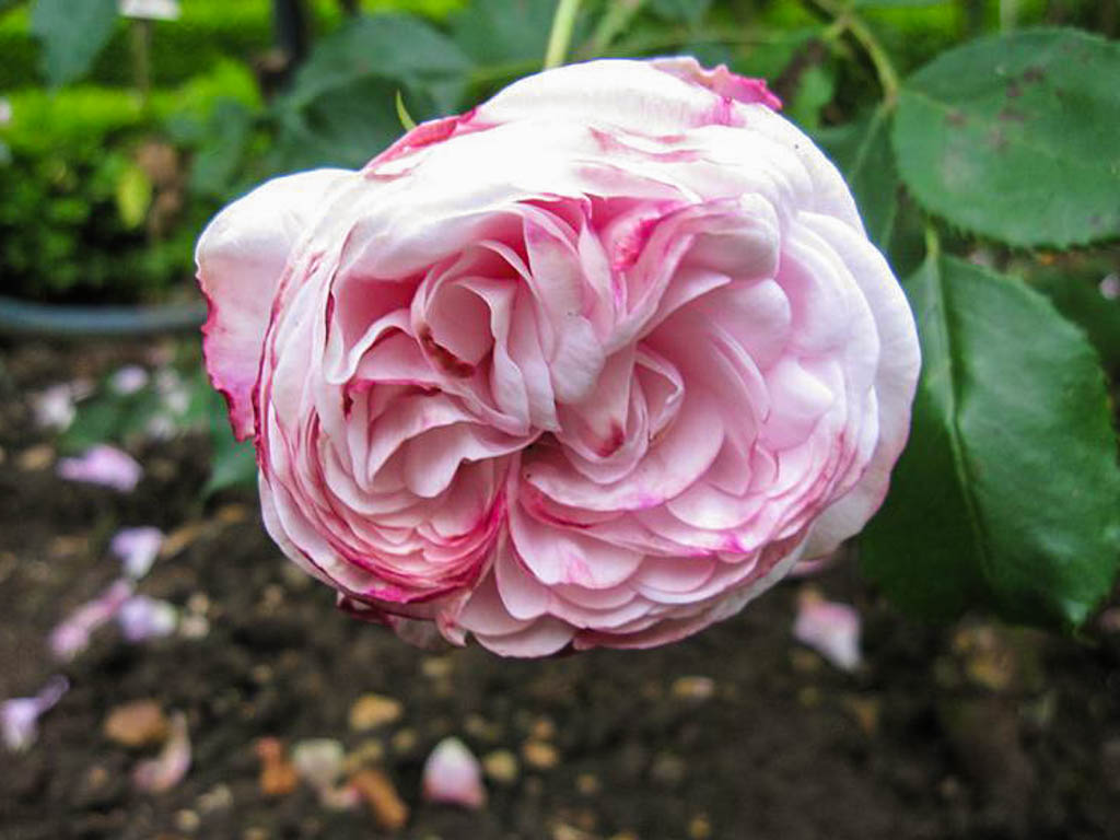 Lady Emily Peel – Rose-Biblio