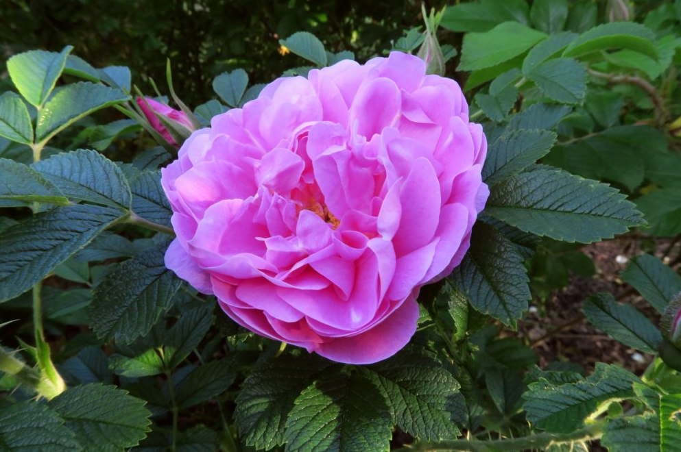 David Thompson – Rose-Biblio