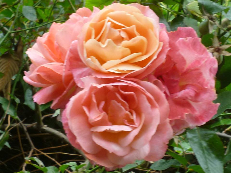E K Janaki Ammal – Rose-Biblio