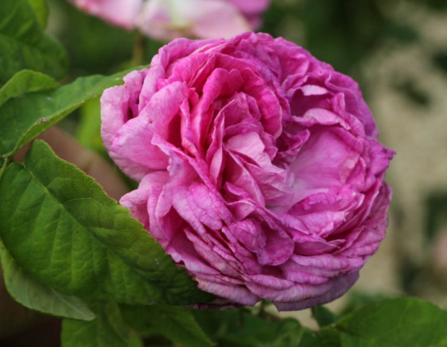 Pourpre charmant – Rose-Biblio