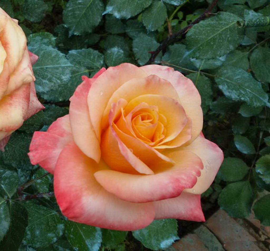 Vanessa, Leenders – Rose-Biblio