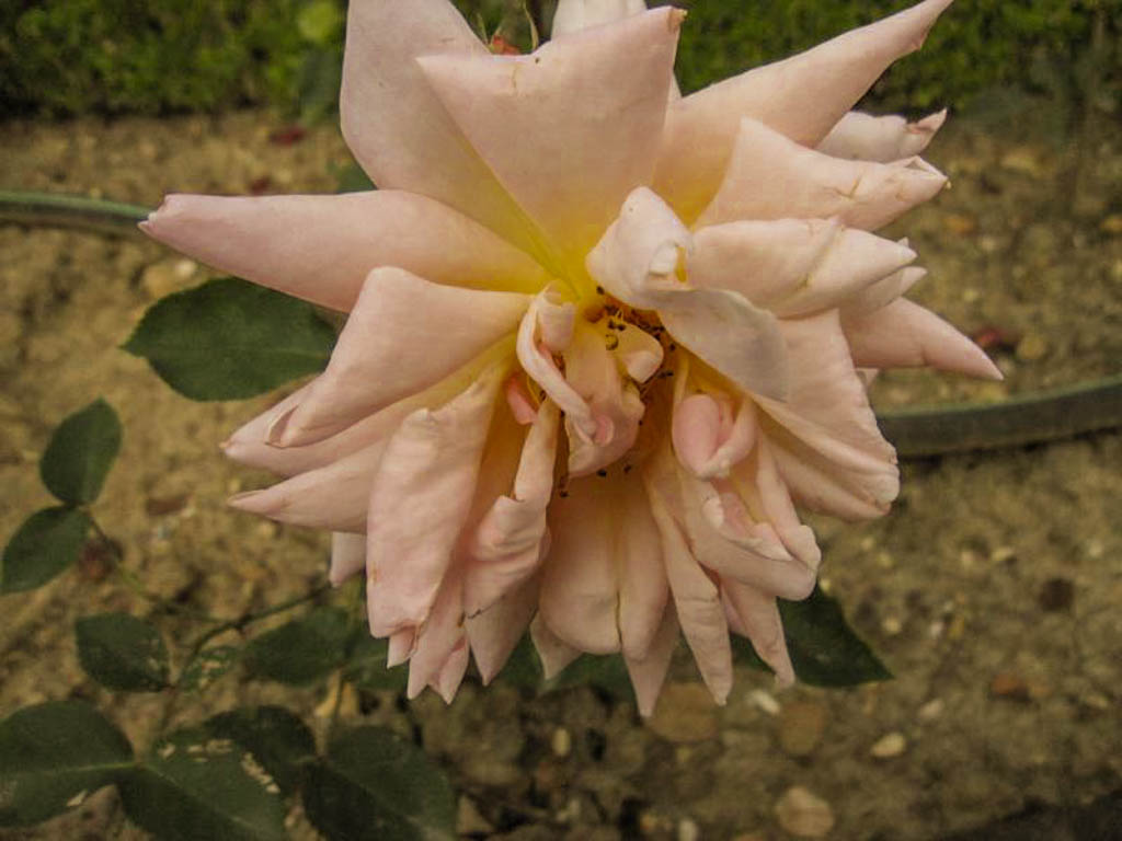 Datei:Mevrouw L. C. Van Gendt, Stéphane Barth, L'Hay 3-2-w.jpg – Rose-Biblio