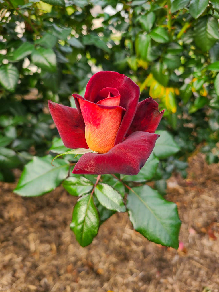 Eddy Mitchell – Rose-Biblio