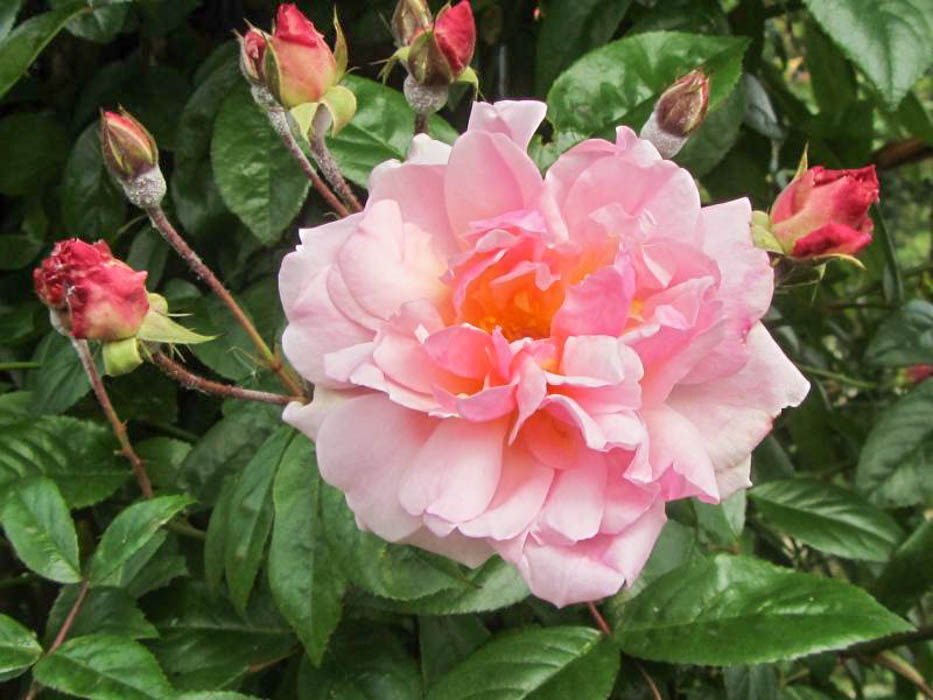 Tea Rambler – Rose-Biblio