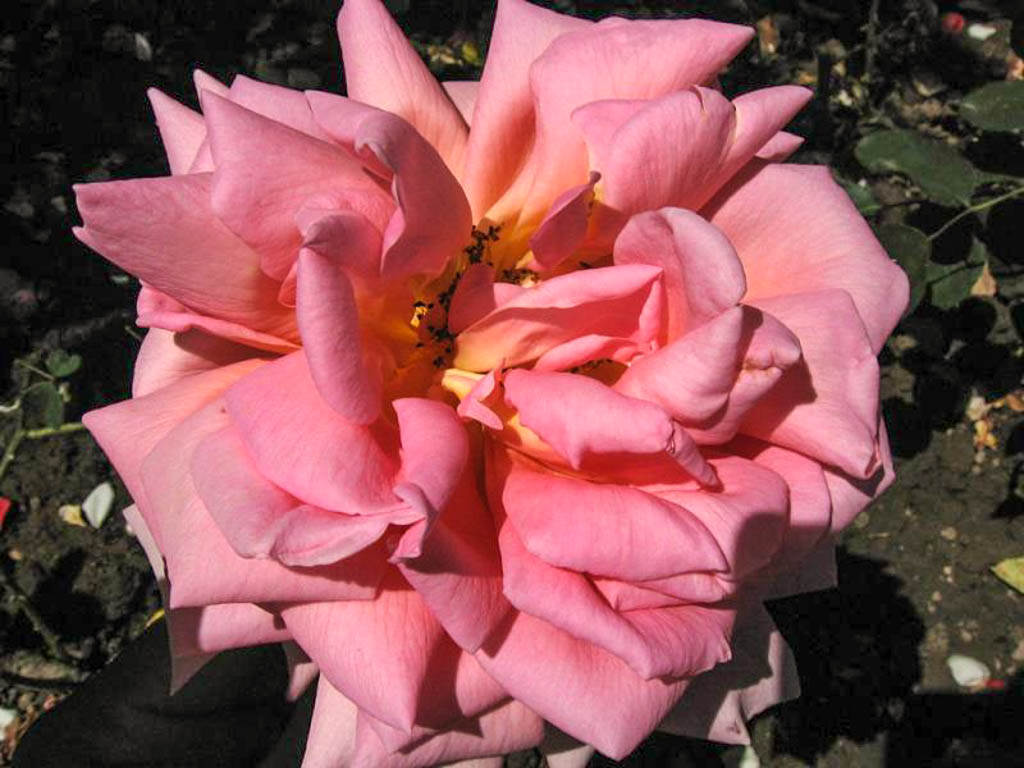 Bayadère – Rose-Biblio