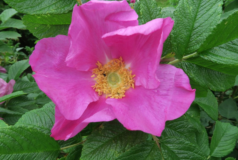 Rosa rugosa Thunb. var. rugosa – Rose-Biblio