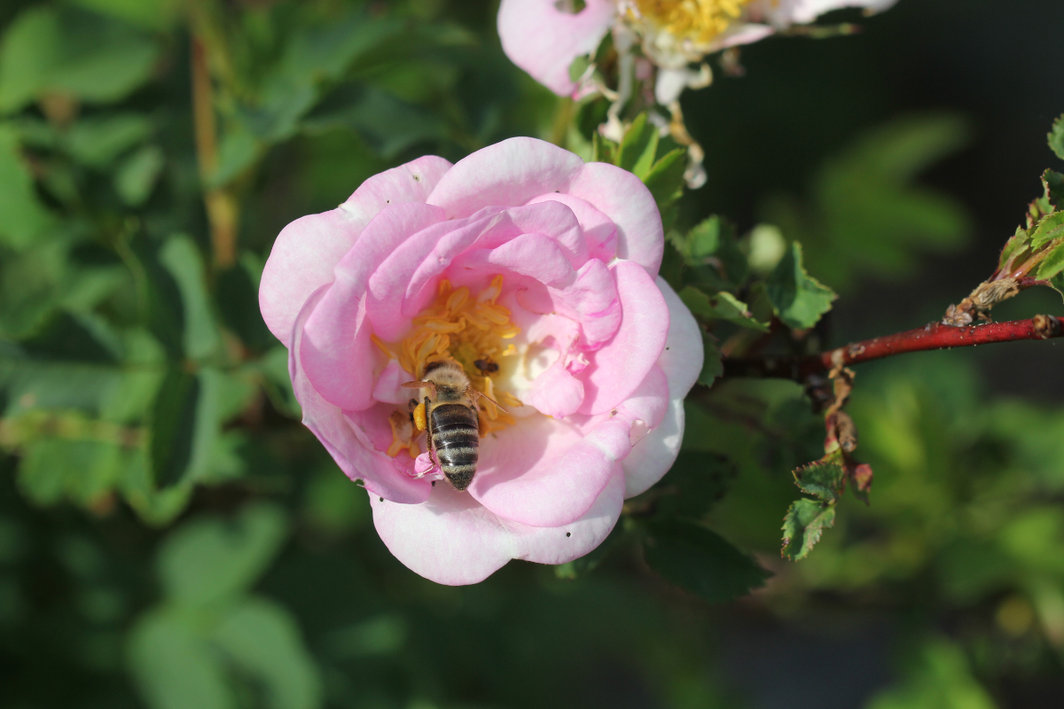 Dresdner Barock – Rose-Biblio