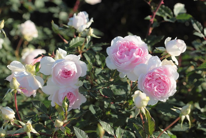 Datei:Shalimar, Rosa Orientis 2.jpg – Rose-Biblio