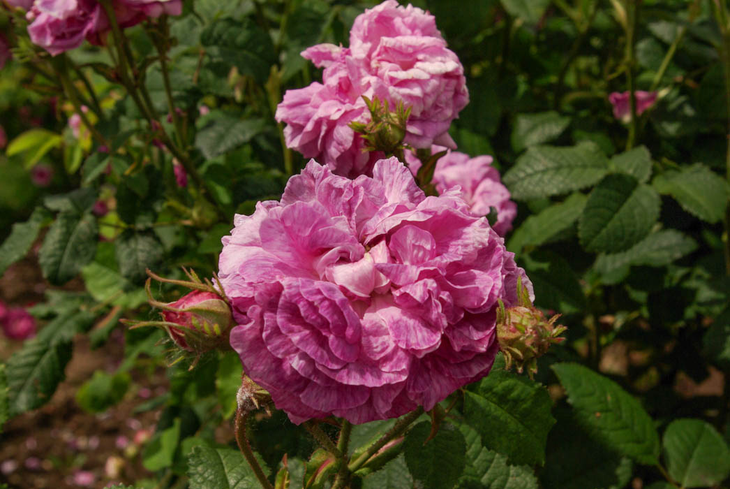 Hector – Rose-Biblio