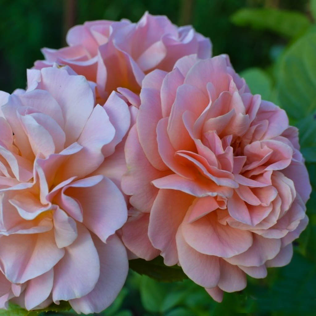 Datei:Princesse Stéphanie Grande-Duchesse Héritière de Luxembourg ...