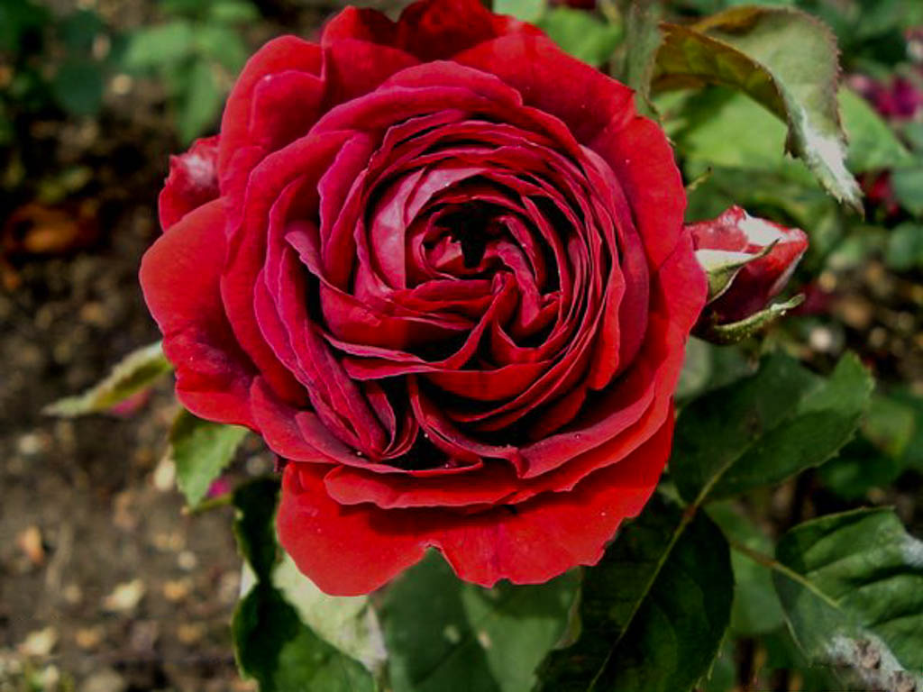 Datei:Jean Soupert, Ami Roses-2-w.jpg – Rose-Biblio