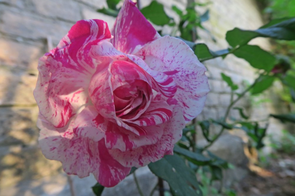 Moore's Striped Rugosa – Rose-Biblio