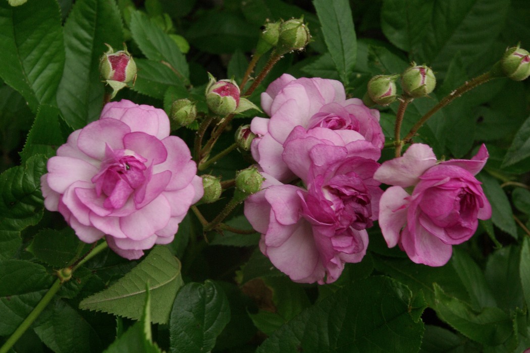 Rose-Marie Viaud – Rose-Biblio