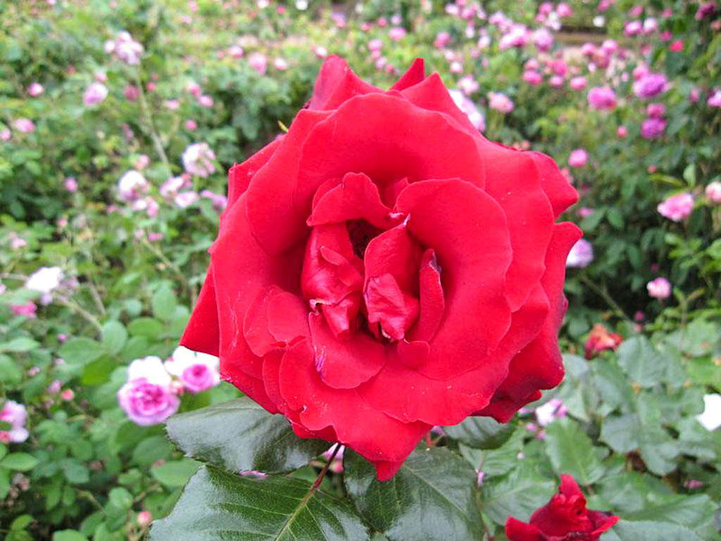 Messire Delbard – Rose-Biblio