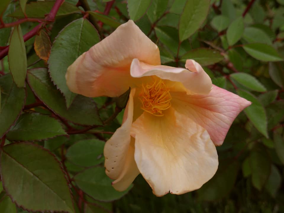 Found Rose "Bermuda Yellow Mutabilis" – Rose-Biblio