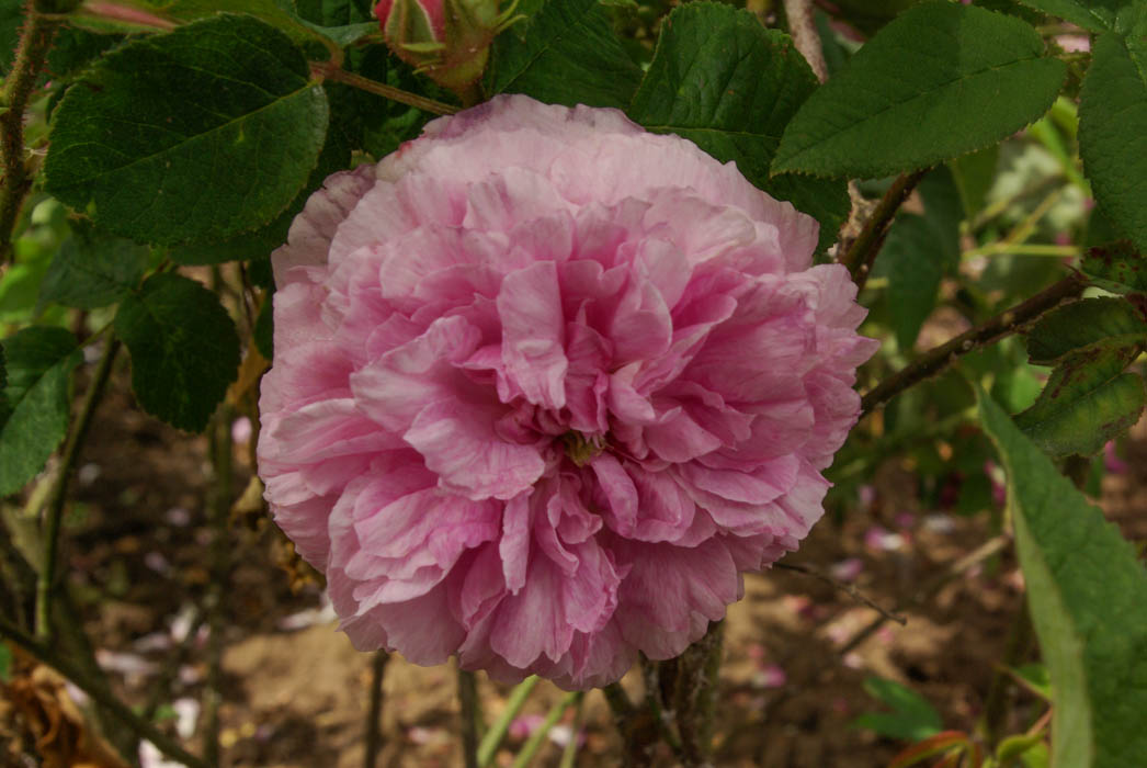 Le Rire Niais – Rose-Biblio