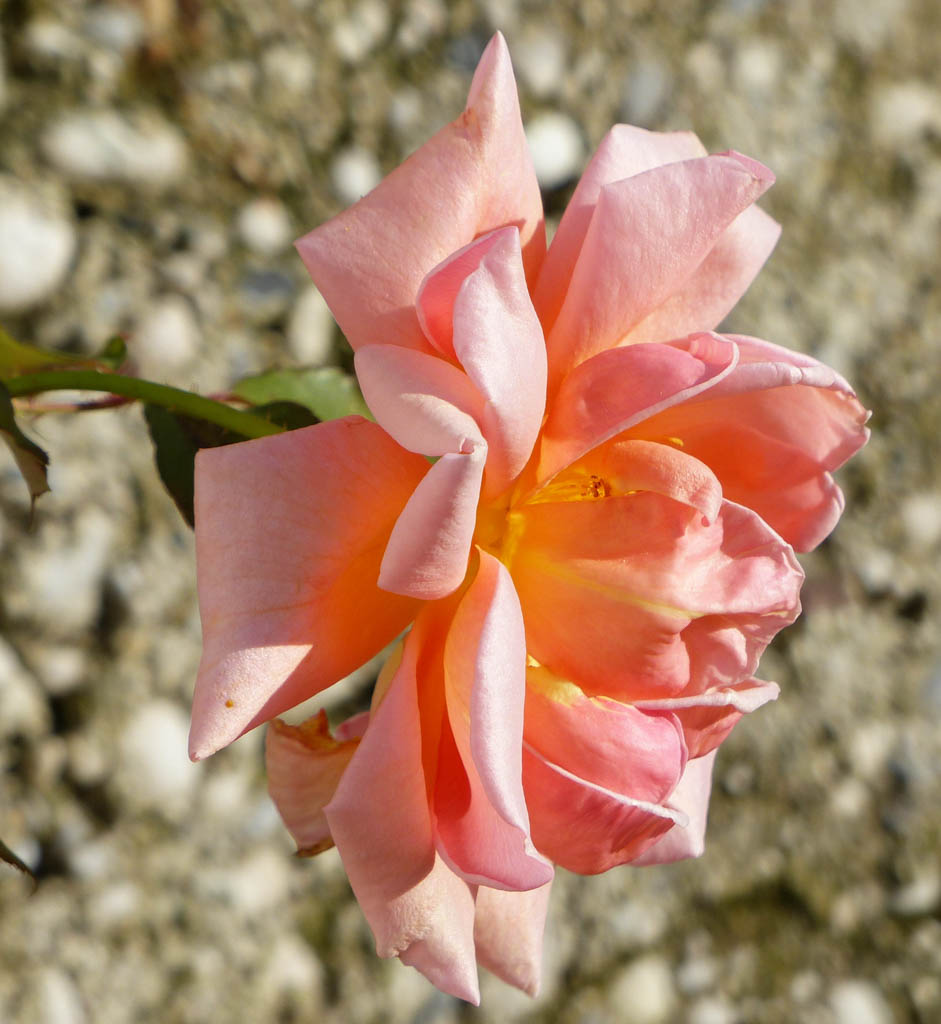 Datei:Mrs. Sam McGredy, Andrea Moro, Università di Trieste 3-2-w.jpg ...