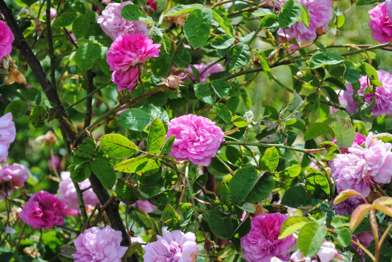 Désirée Parmentier – Rose-Biblio