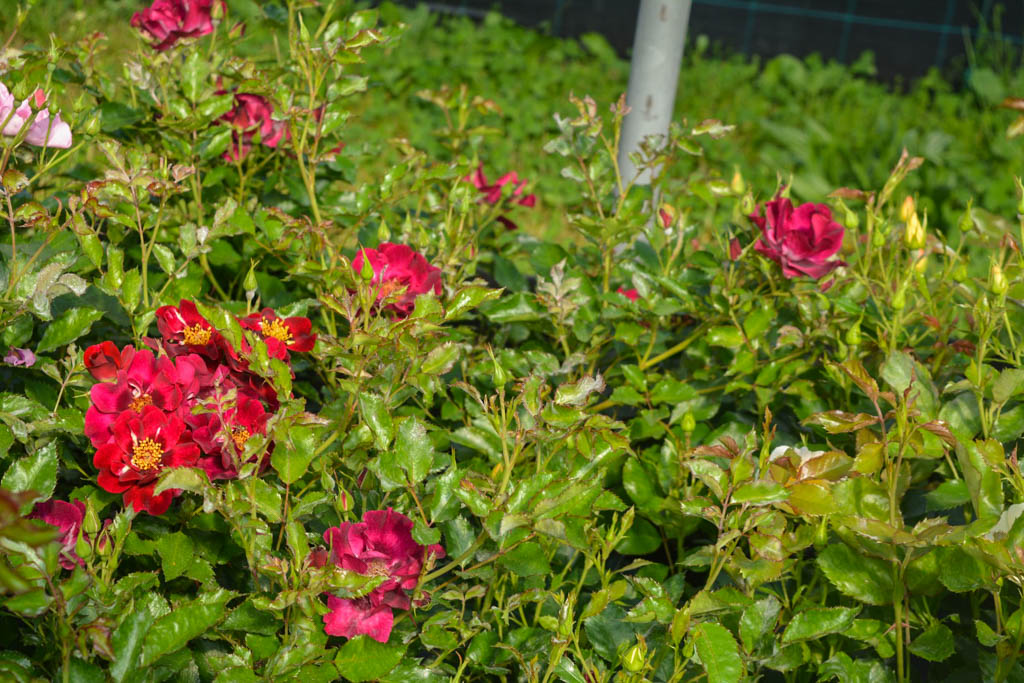 Datei:Devil Babylon Eyes, Suzanne Lukas-2-w.jpg – Rose-Biblio