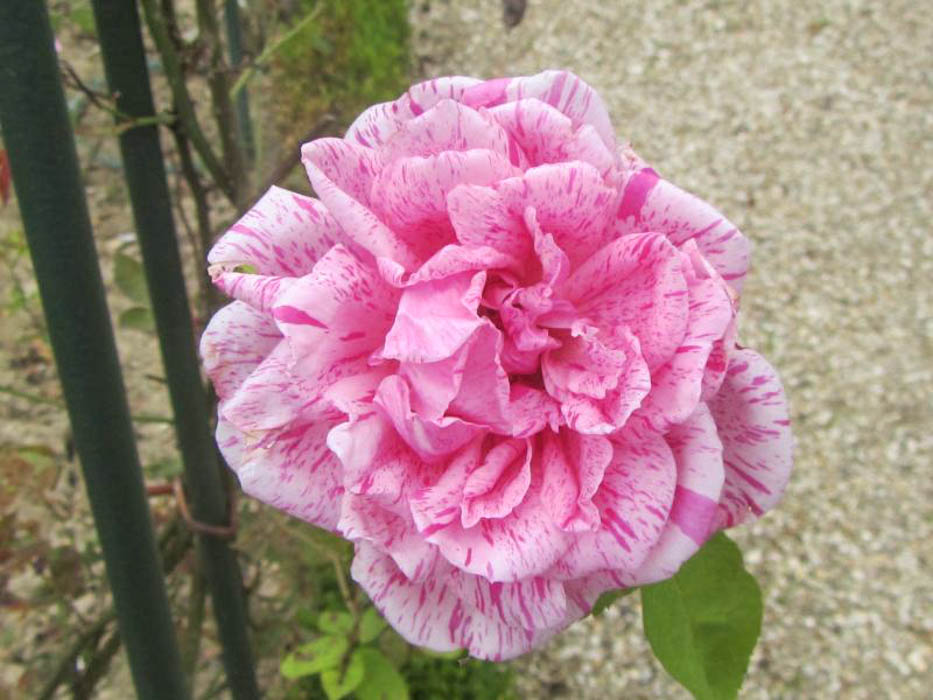 Datei:Madame Driout, Stéphane Barth, L'Hay 3-w.jpg – Rose-Biblio