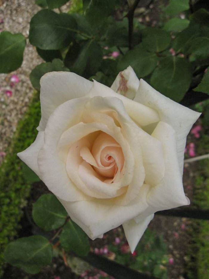 Datei:Mme Jules Bouché Grimpant, Stéphane Barth, L'Hay 2-w.jpg – Rose ...