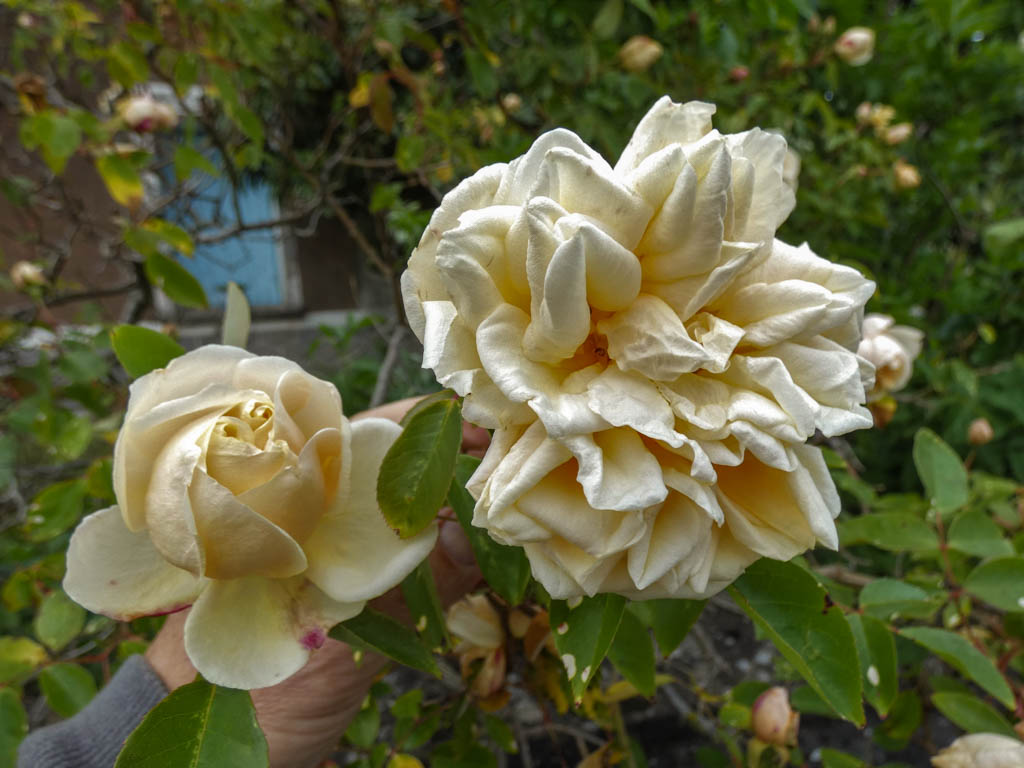 Madame Schultz – Rose-Biblio