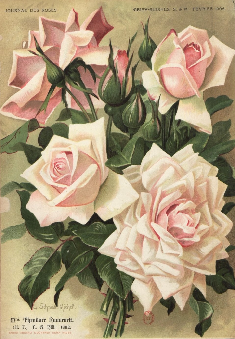 Mrs. Theodore Roosevelt – Rose-Biblio