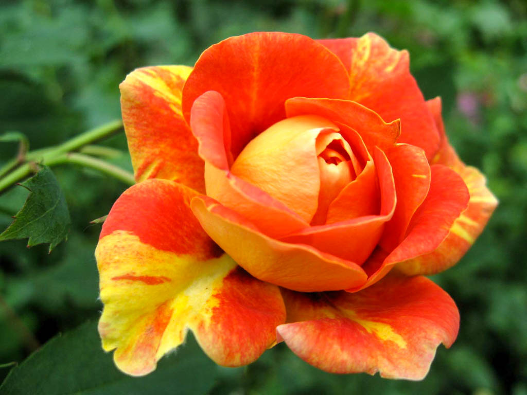 Datei:Persian Sunset, Rolf Sievers (11)-2-w.jpg – Rose-Biblio