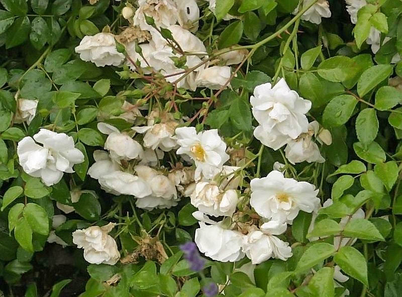 Sander's White Rambler – Rose-Biblio