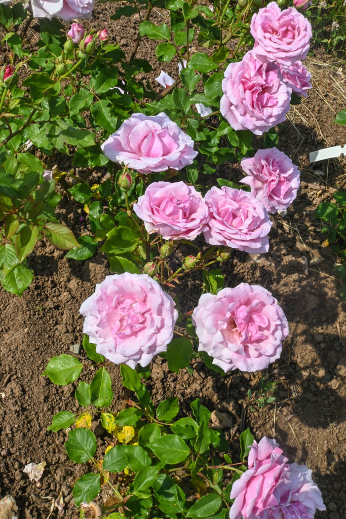 Madame Doré – Rose-Biblio