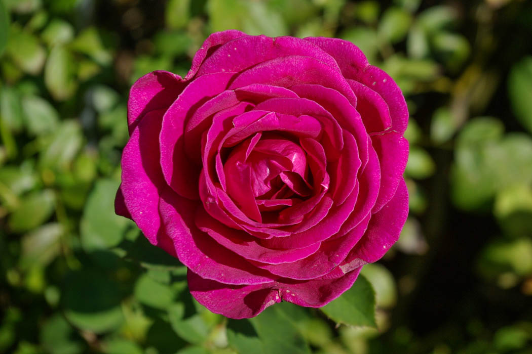 Chartreuse de Parme – Rose-Biblio