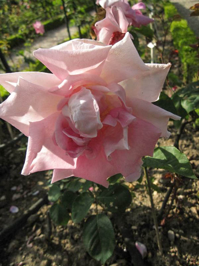 Killarney – Rose-Biblio