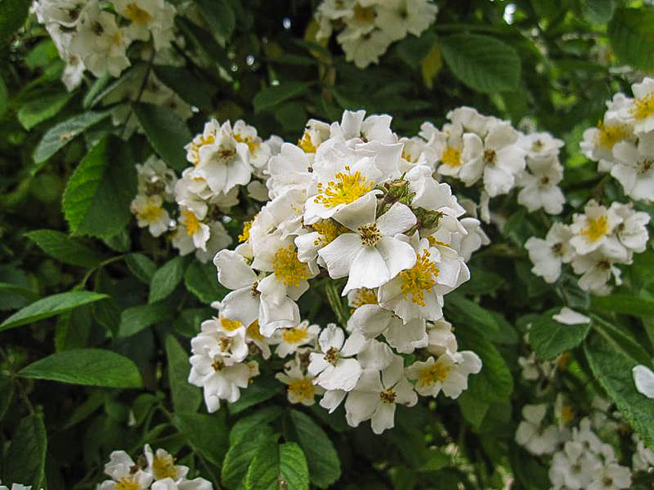 Datei:R.multiflora, Stéphane Barth, L'Hay 1-w.jpg – Rose-Biblio