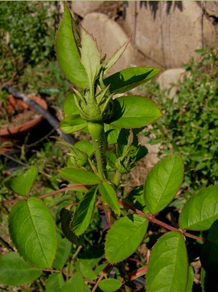 Datei:Barbara's Pasture Rose, Jeri Jennings 3-w.jpg – Rose-Biblio